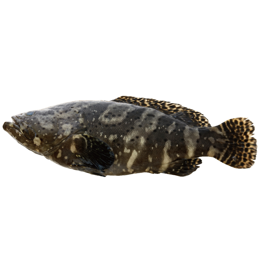 龍虎斑 – 天和鮮物